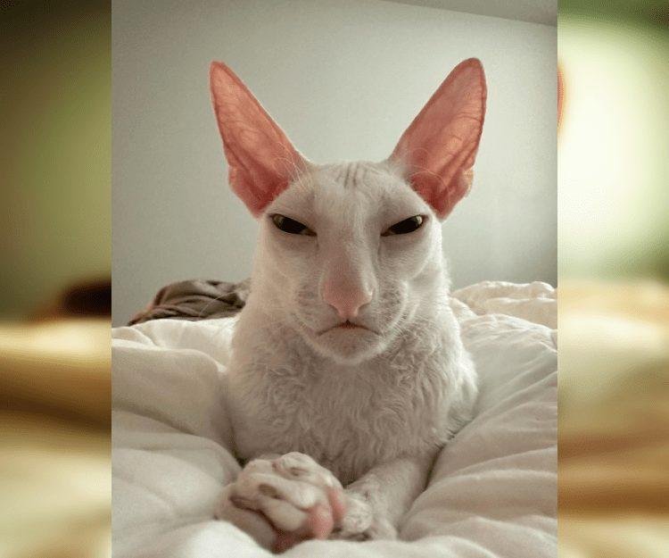 Most Hilarious Cat Moments Ever Captured